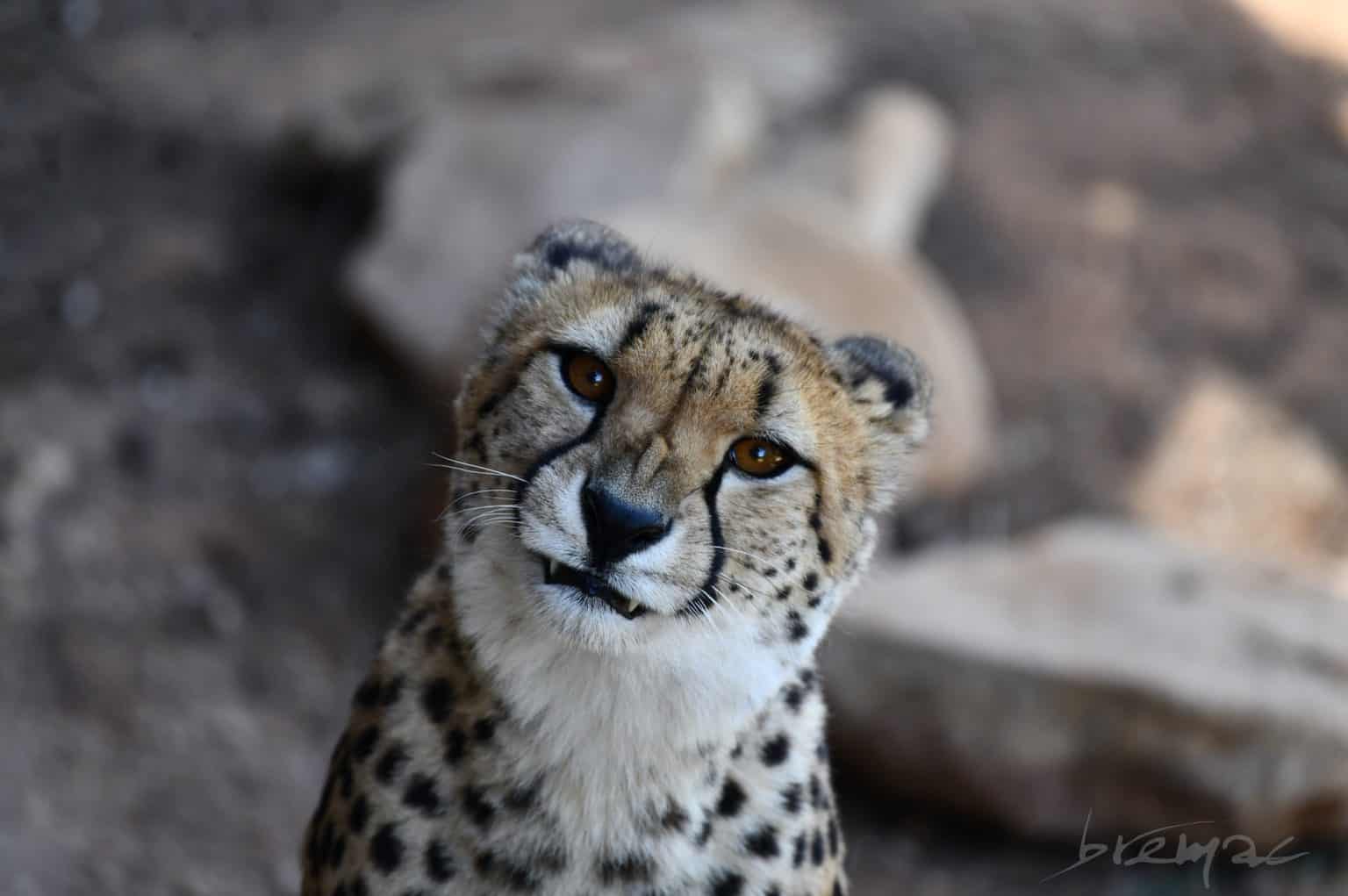 The Cheetah Purrs – Bremac Photography
